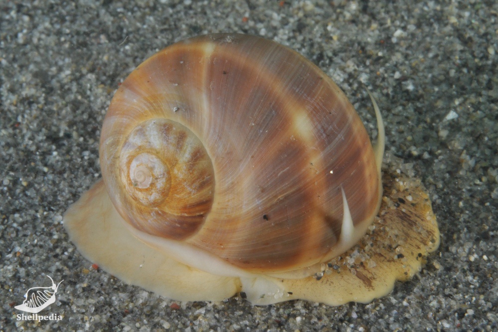 エゾタマガイ, Cryptonatica janthostomoides (Kuroda & Habe, 1949)