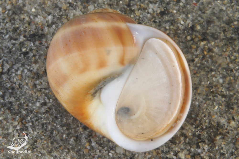 エゾタマガイ, Cryptonatica janthostomoides (Kuroda & Habe, 1949)