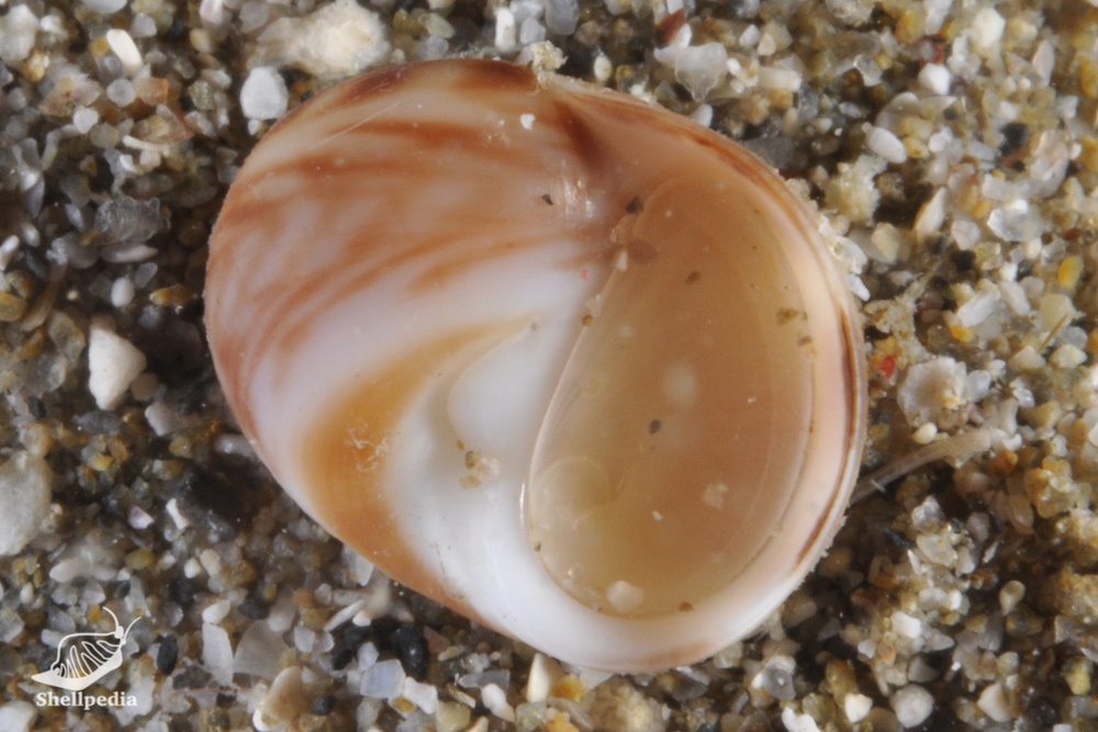 エゾタマガイ, Cryptonatica janthostomoides (Kuroda & Habe, 1949)