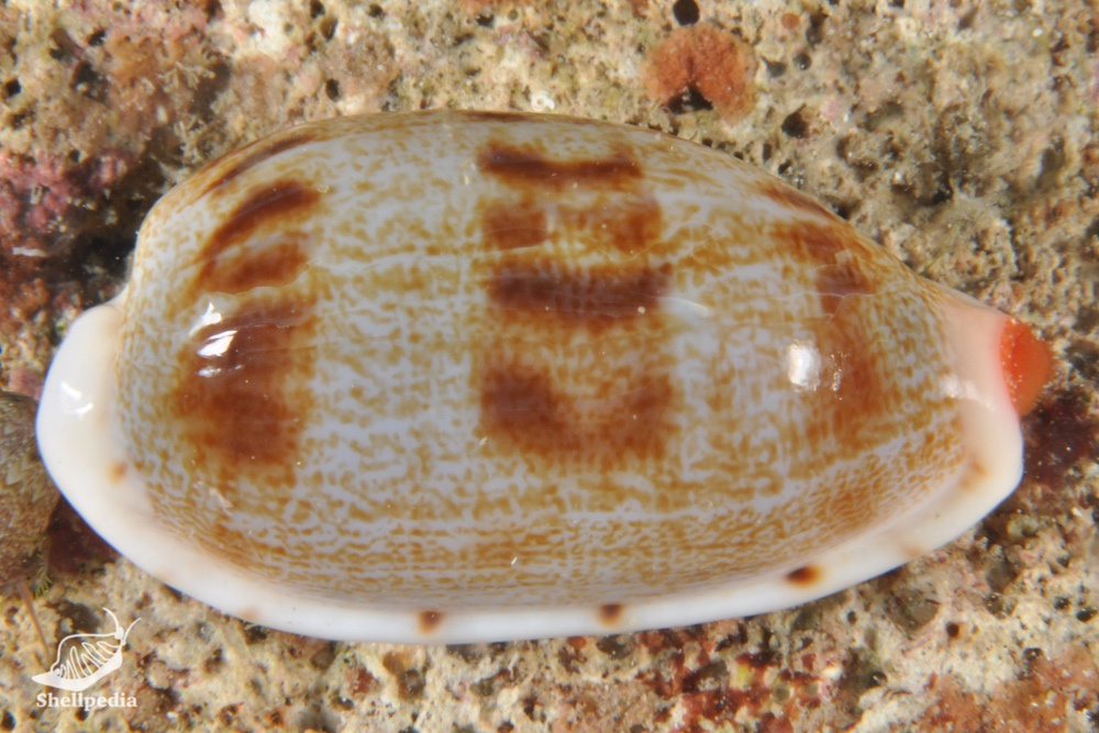 エダカラ, Talostolida teres (Gmelin, 1791)