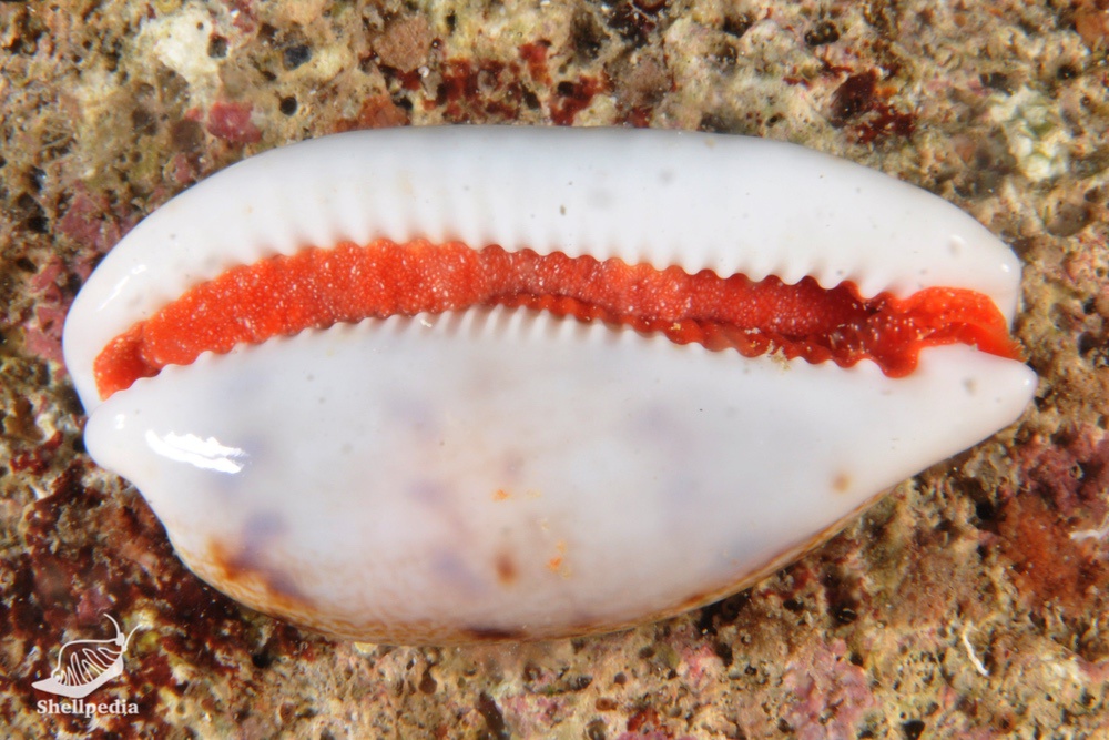 エダカラ, Talostolida teres (Gmelin, 1791)