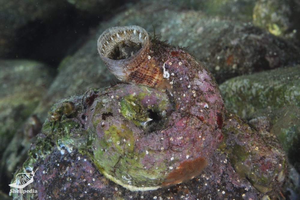 オオヘビガイ, Thylacodes adamsii (Mörch, 1859)