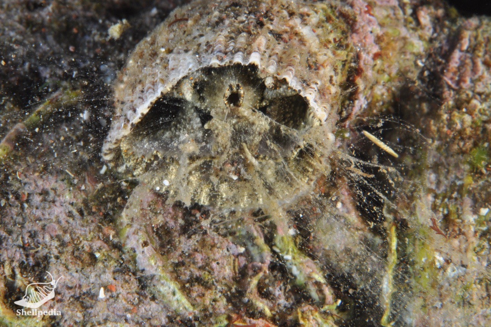 オオヘビガイ, Thylacodes adamsii (Mörch, 1859)