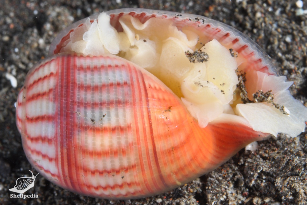 オオベニシボリ, Bullina nobilis Habe, 1950