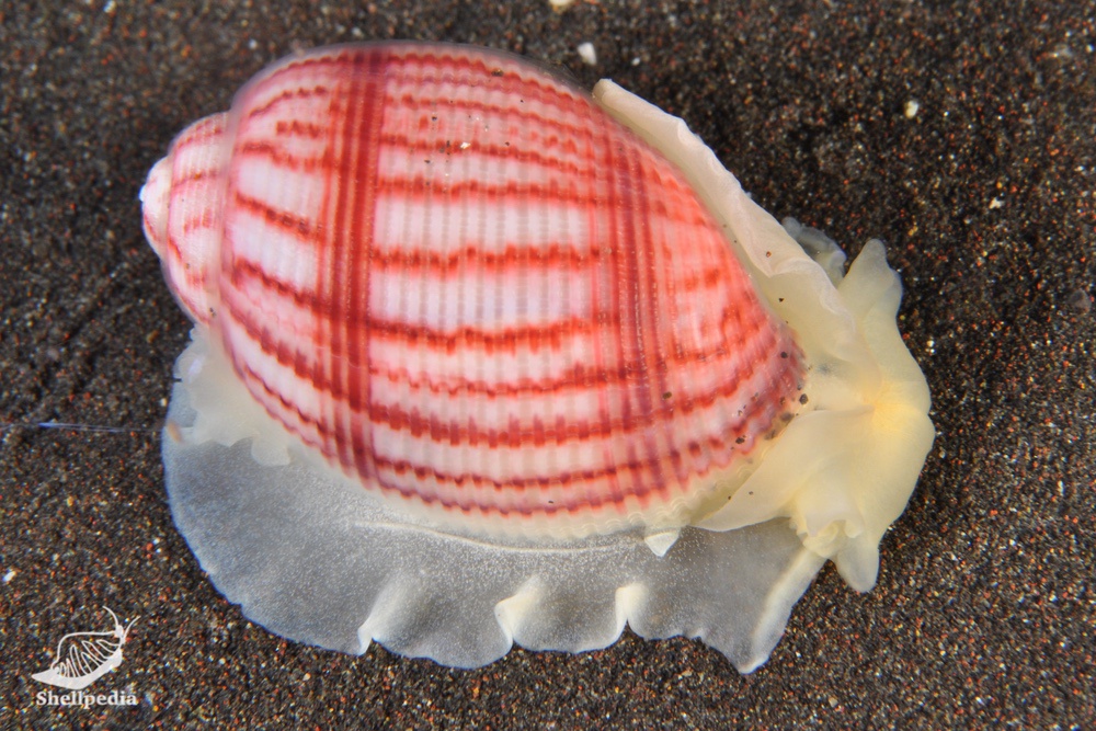 オオベニシボリ, Bullina nobilis Habe, 1950