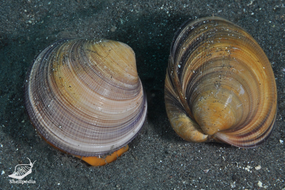 オキシジミ, Cyclina sinensis (Gmelin, 1791)