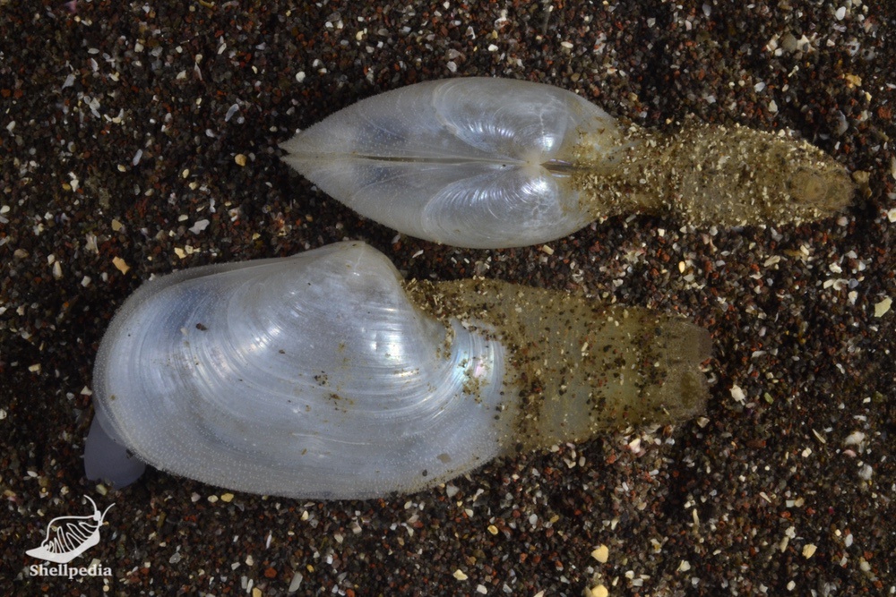 オキナガイ, Laternula anatina (Linnaeus, 1758)