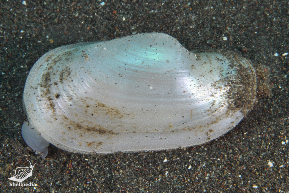 オキナガイ, Laternula anatina (Linnaeus, 1758)