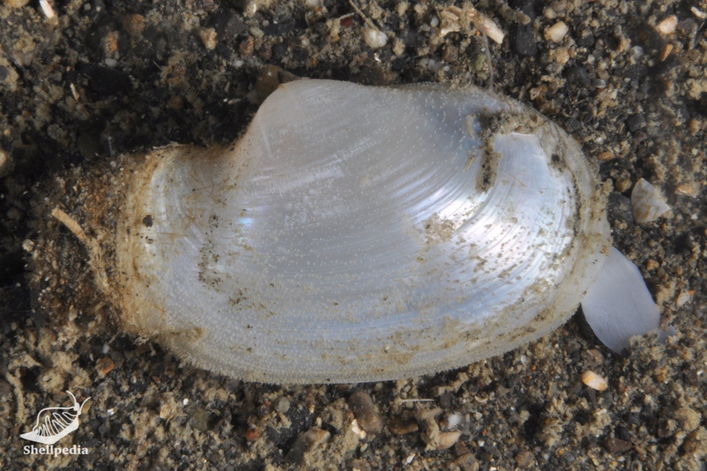 オキナガイ, Laternula anatina (Linnaeus, 1758)