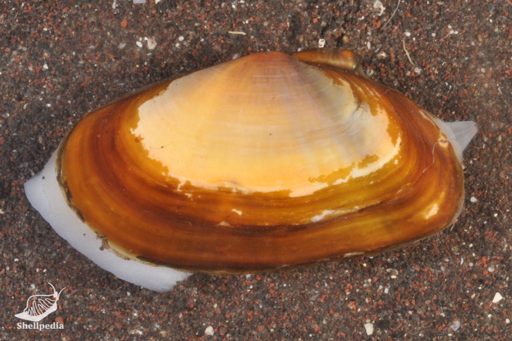 オチバガイ, Gari virescens (Deshayes, 1855)