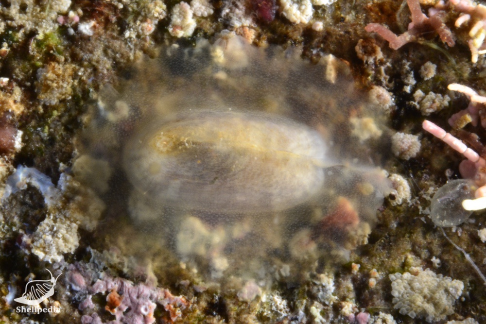 オトメガサ, Scutus sinensis (Blainville, 1825)