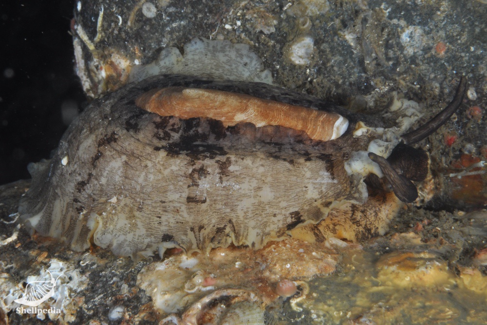 オトメガサ, Scutus sinensis (Blainville, 1825)