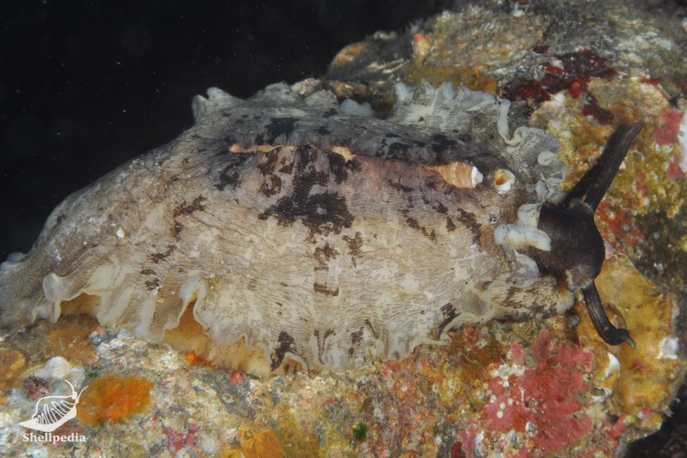 オトメガサ, Scutus sinensis (Blainville, 1825)