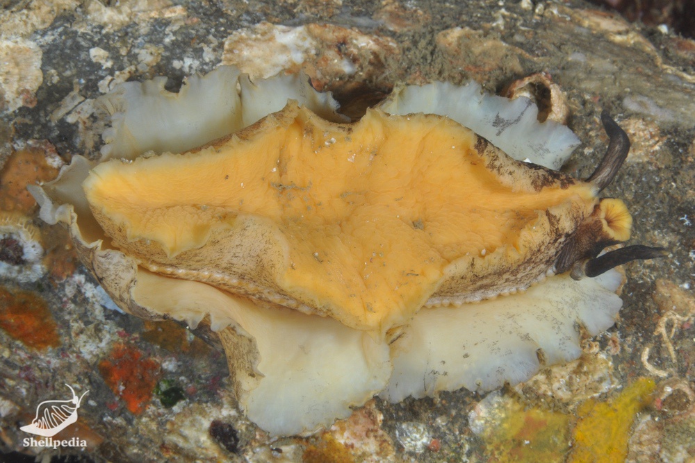 オトメガサ, Scutus sinensis (Blainville, 1825)