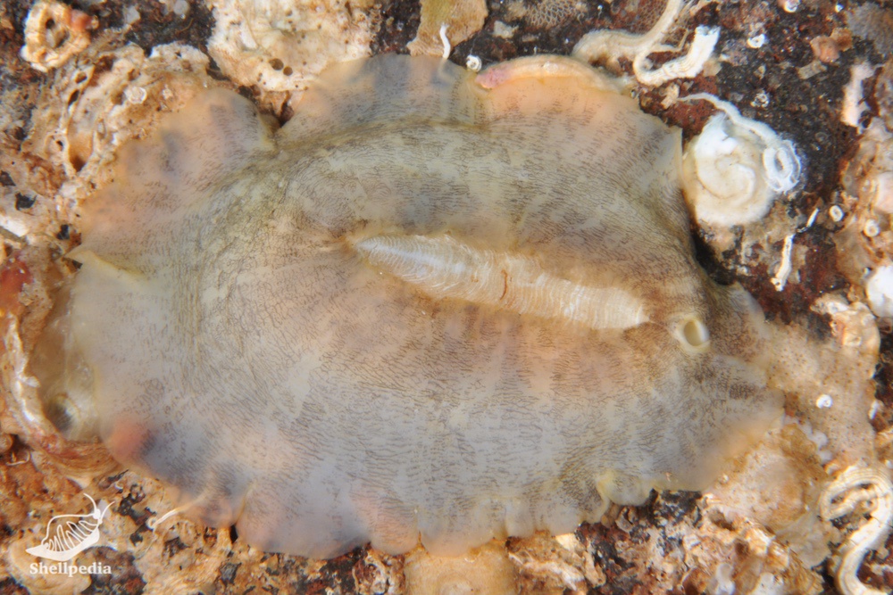 オトメガサ, Scutus sinensis (Blainville, 1825)