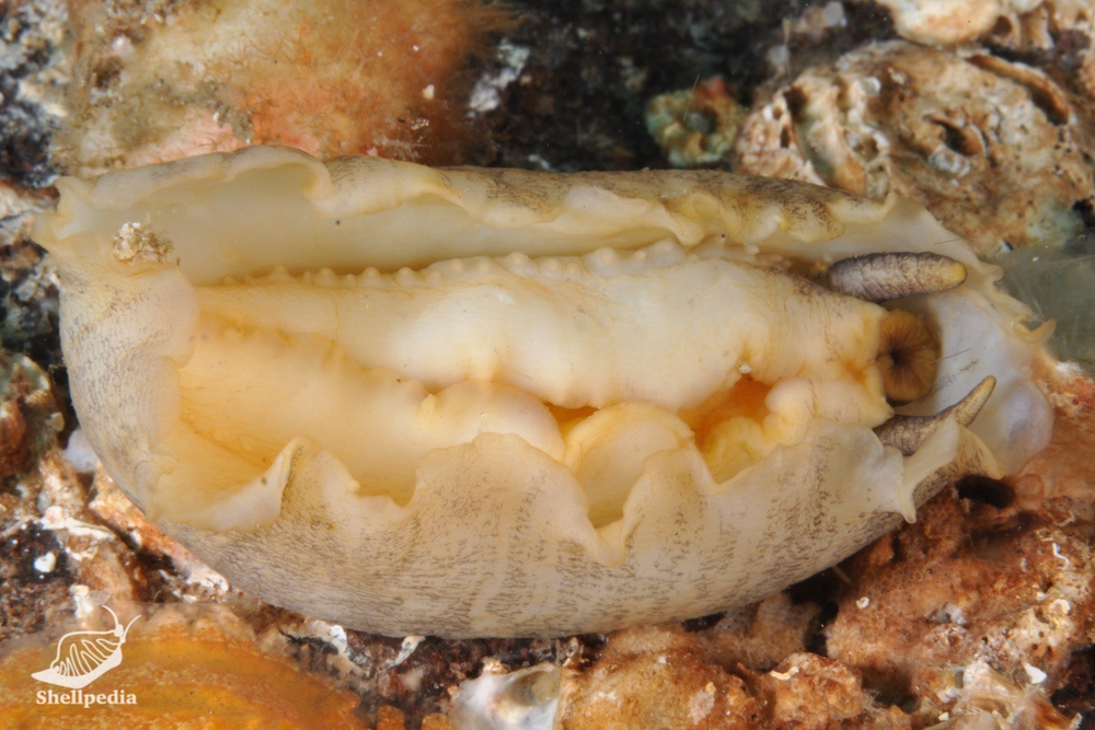 オトメガサ, Scutus sinensis (Blainville, 1825)