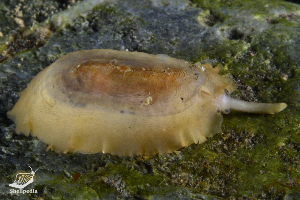 オトメガサ, Scutus sinensis (Blainville, 1825)