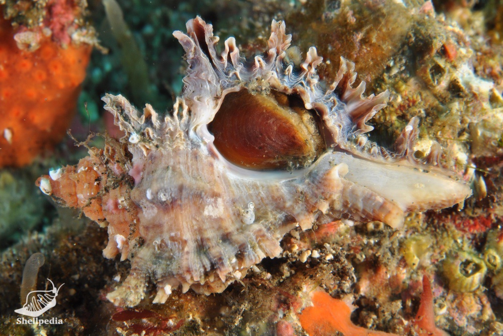 オニサザエ, Chicoreus asianus Kuroda, 1942