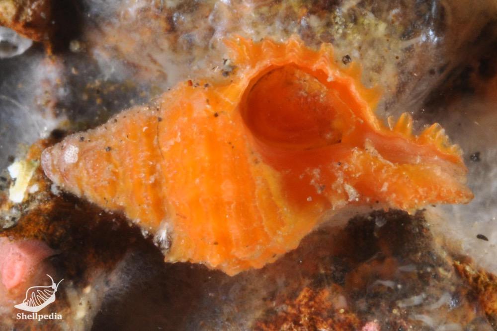 オニサザエ, Chicoreus asianus Kuroda, 1942