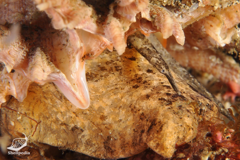 オニサザエ, Chicoreus asianus Kuroda, 1942