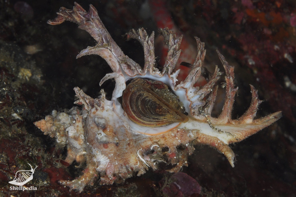 オニサザエ, Chicoreus asianus Kuroda, 1942