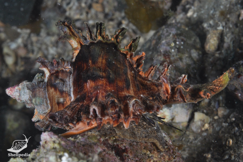 オニサザエ, Chicoreus asianus Kuroda, 1942