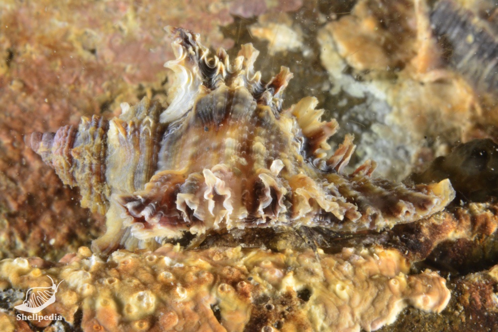 オニサザエ, Chicoreus asianus Kuroda, 1942