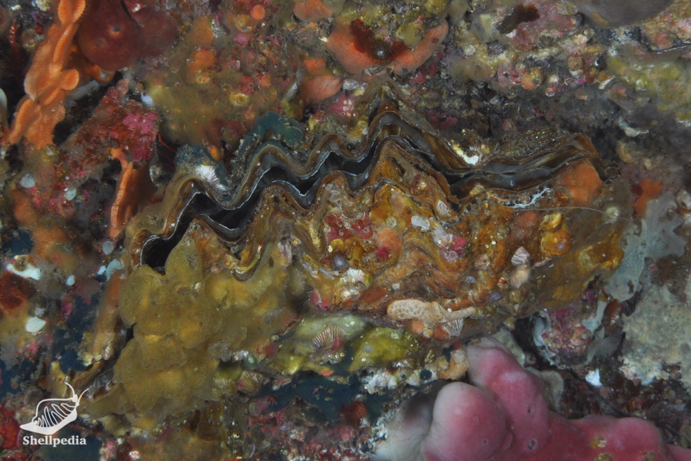 カキツバタ, Hyotissa inermis (G. B. Sowerby II , 1871)