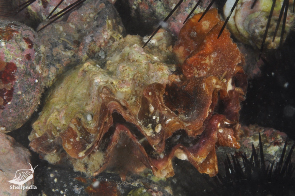 カキツバタ, Hyotissa inermis (G. B. Sowerby II , 1871)