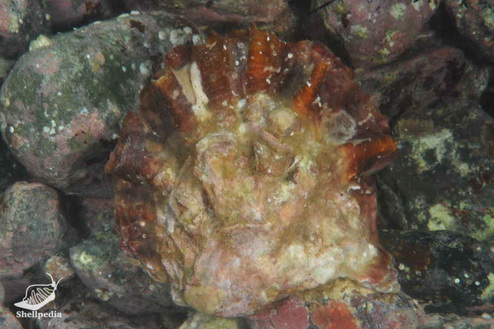 カキツバタ, Hyotissa inermis (G. B. Sowerby II , 1871)