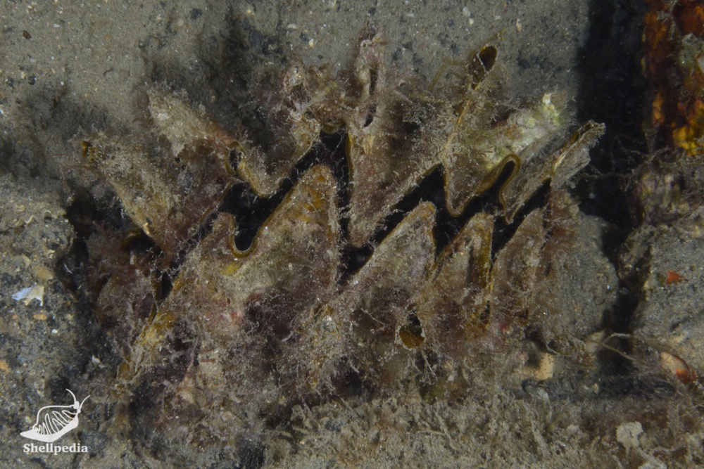 カキツバタ, Hyotissa inermis (G. B. Sowerby II , 1871)