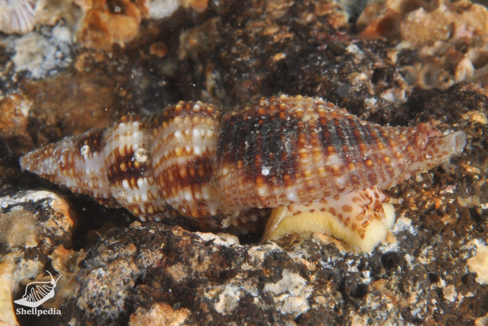カゴメホラダマシ, Prodotia iostomas (Gray in Griffith & Pidgeon, 1834)