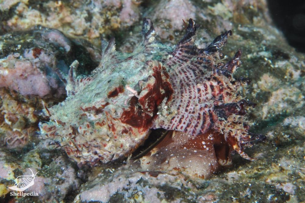 カタベガイ, Angaria neglecta Poppe & Goto, 1993