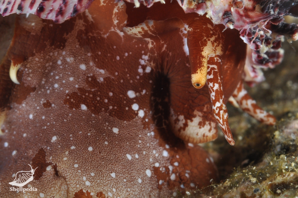 カタベガイ, Angaria neglecta Poppe & Goto, 1993