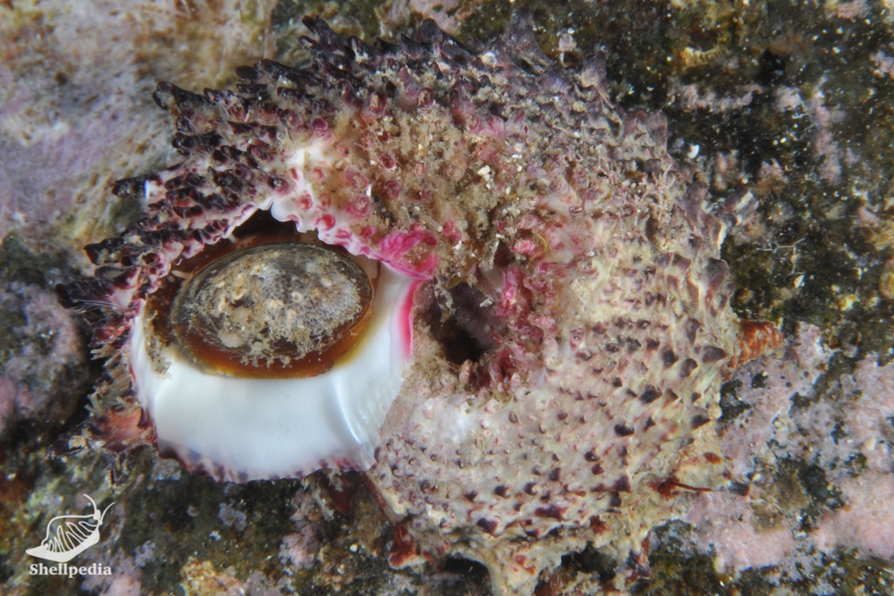 カタベガイ, Angaria neglecta Poppe & Goto, 1993