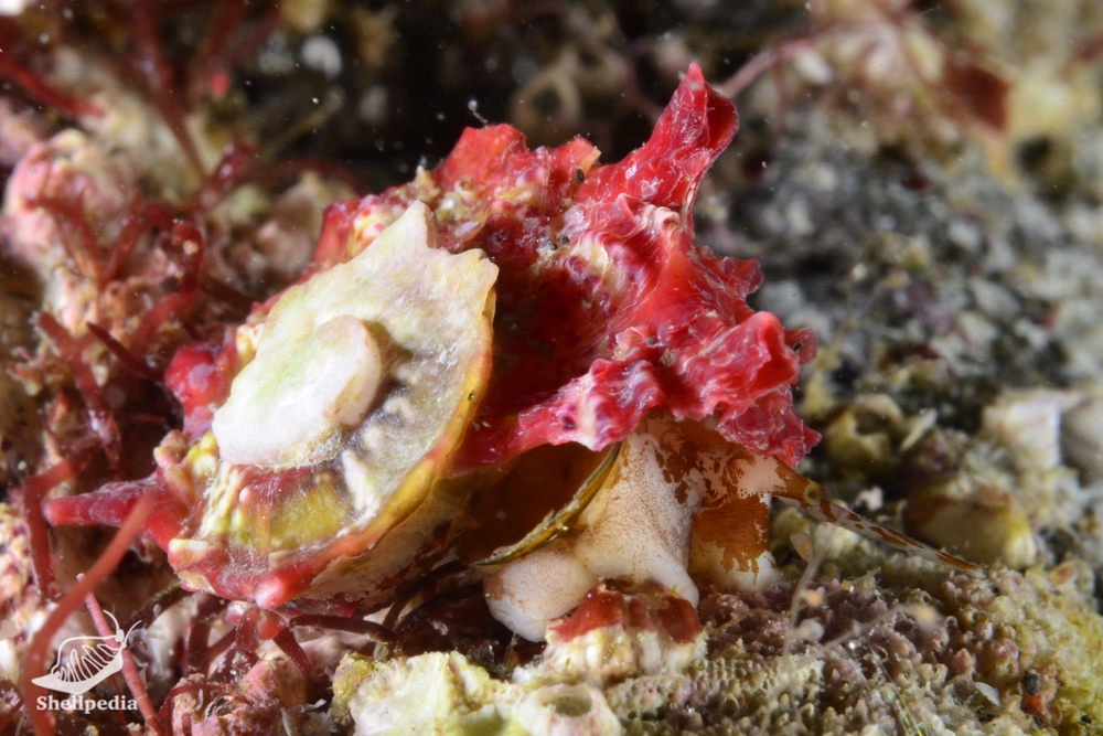 カタベガイ, Angaria neglecta Poppe & Goto, 1993