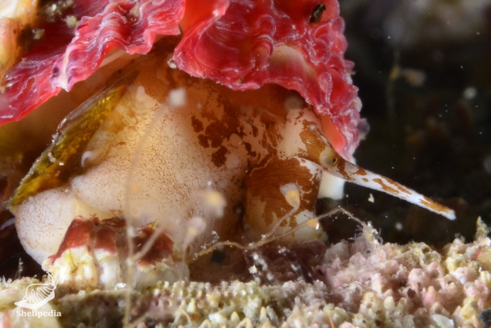 カタベガイ, Angaria neglecta Poppe & Goto, 1993