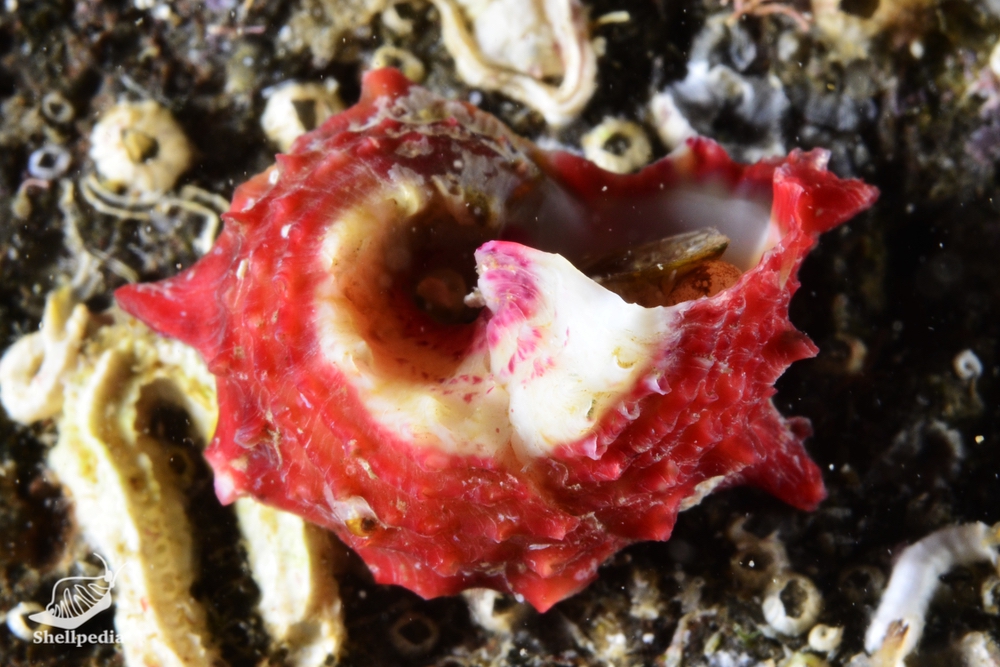 カタベガイ, Angaria neglecta Poppe & Goto, 1993