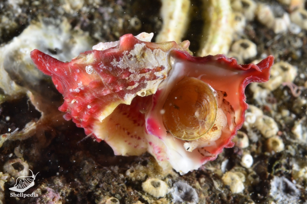 カタベガイ, Angaria neglecta Poppe & Goto, 1993