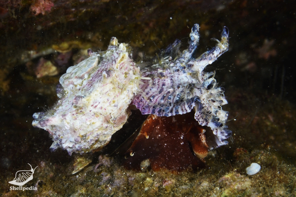 カタベガイ, Angaria neglecta Poppe & Goto, 1993