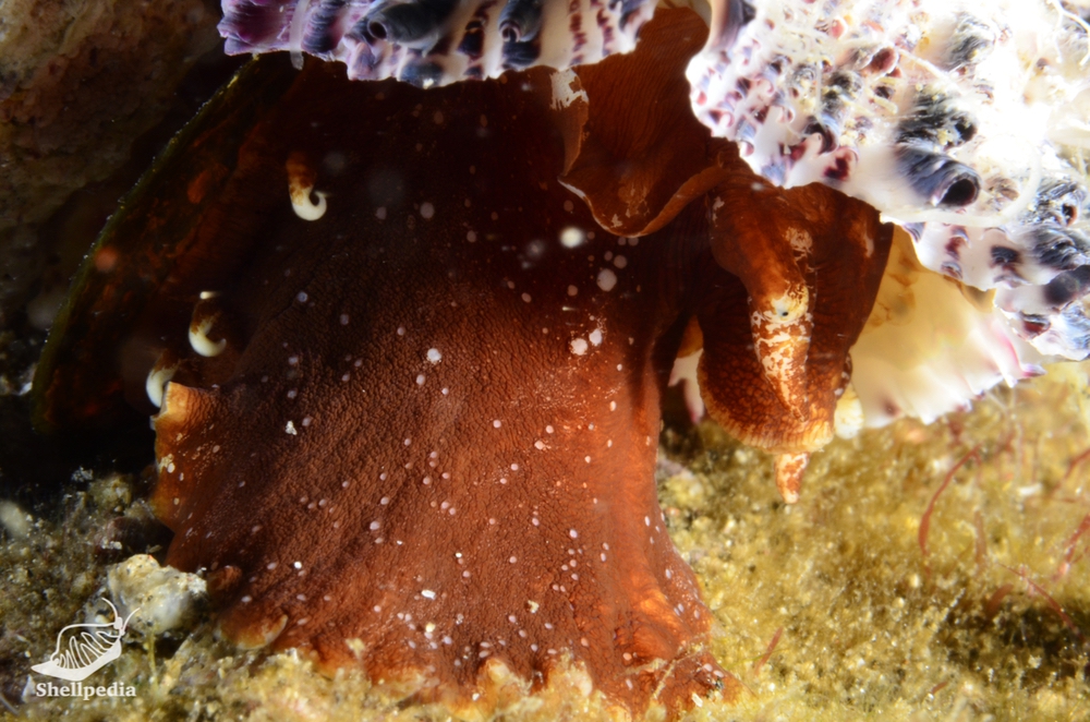 カタベガイ, Angaria neglecta Poppe & Goto, 1993