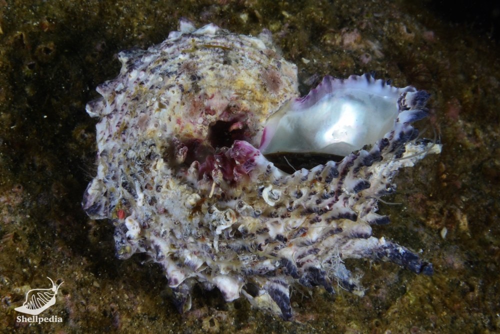 カタベガイ, Angaria neglecta Poppe & Goto, 1993