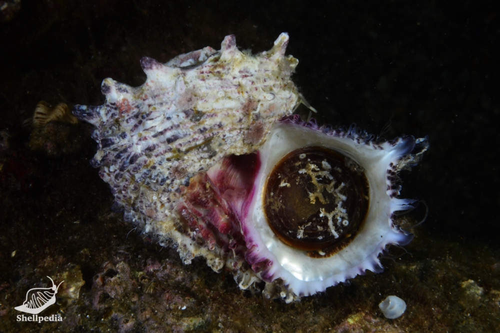 カタベガイ, Angaria neglecta Poppe & Goto, 1993