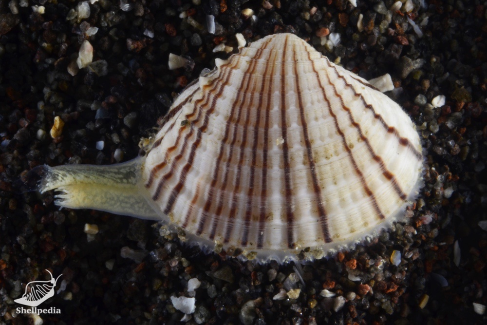 カノコアサリ, Timoclea marica (Linnaeus, 1758)