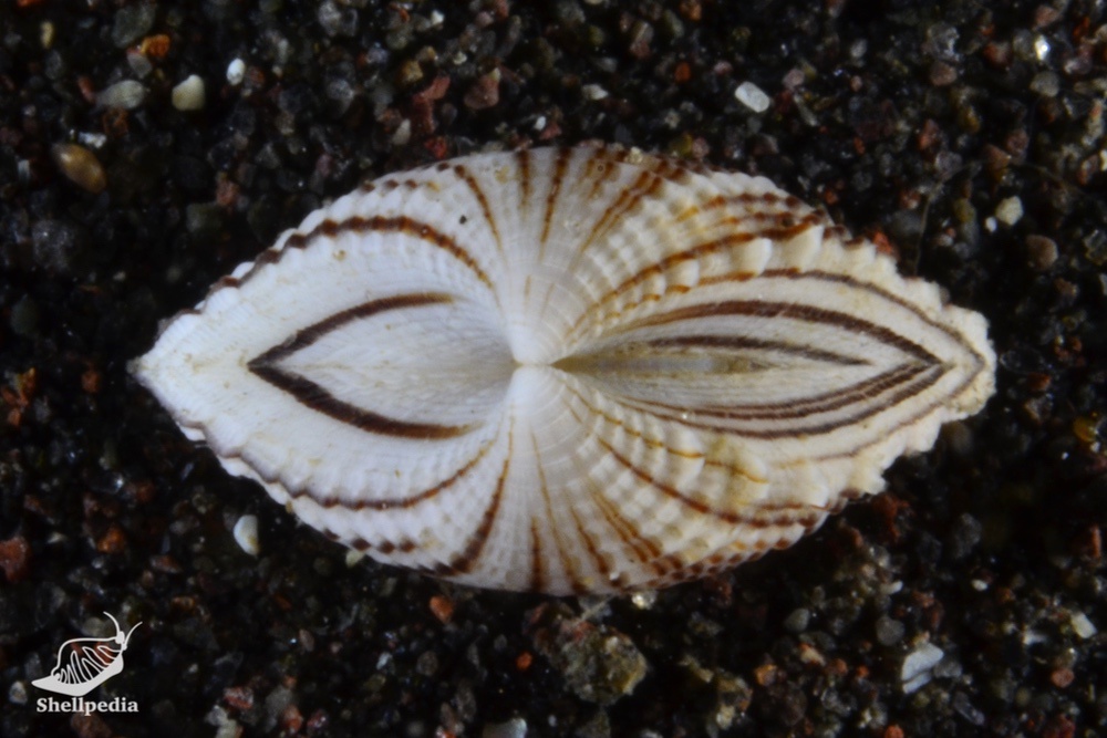 カノコアサリ, Timoclea marica (Linnaeus, 1758)