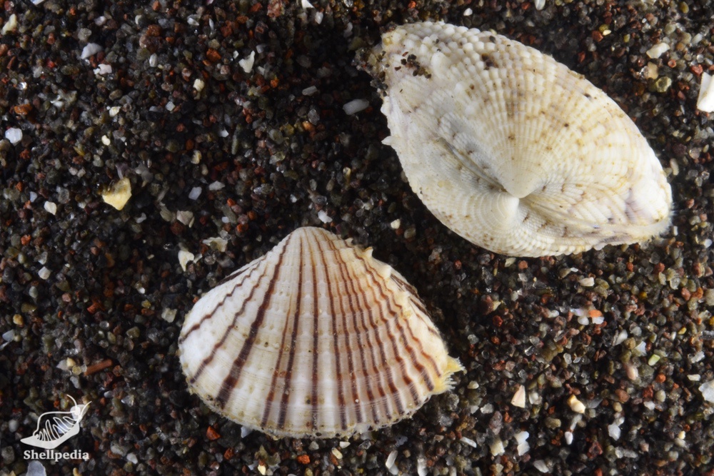 カノコアサリ, Timoclea marica (Linnaeus, 1758)