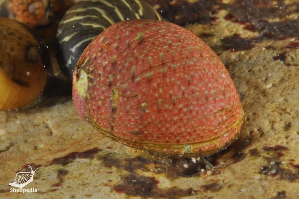 カノコガイ, Clithon faba (Sowerby Ⅰ, 1836)