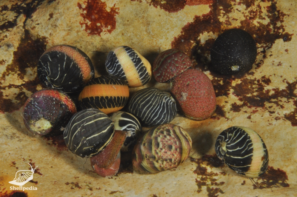 カノコガイ, Clithon faba (Sowerby Ⅰ, 1836)