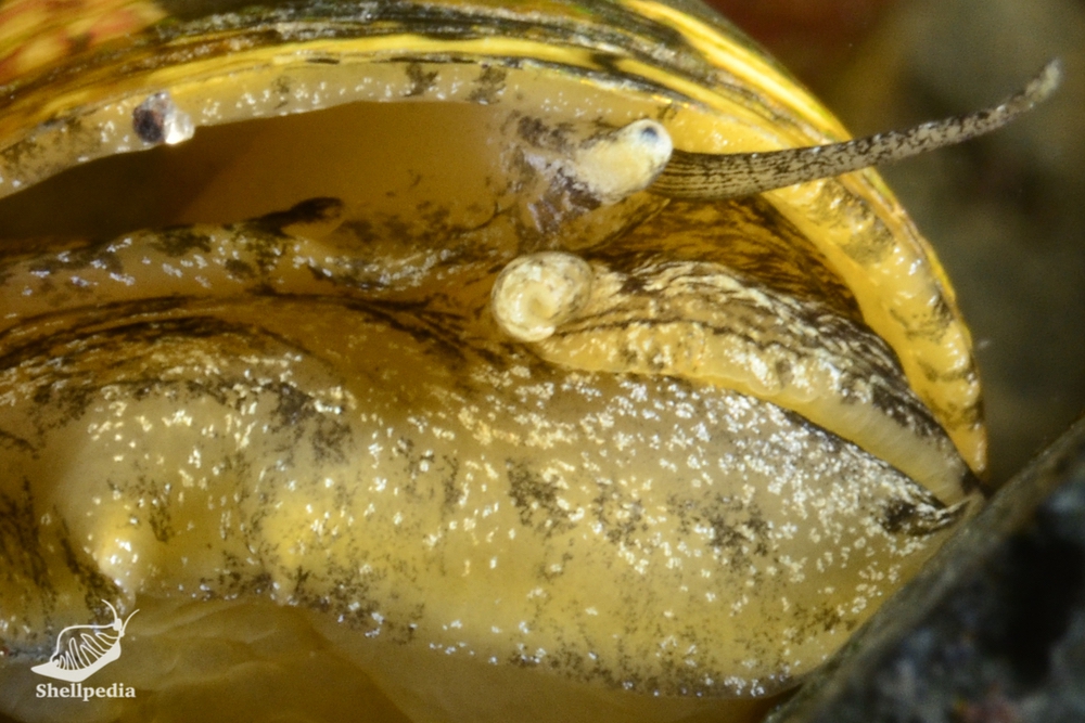 カノコガイ, Clithon faba (Sowerby Ⅰ, 1836)