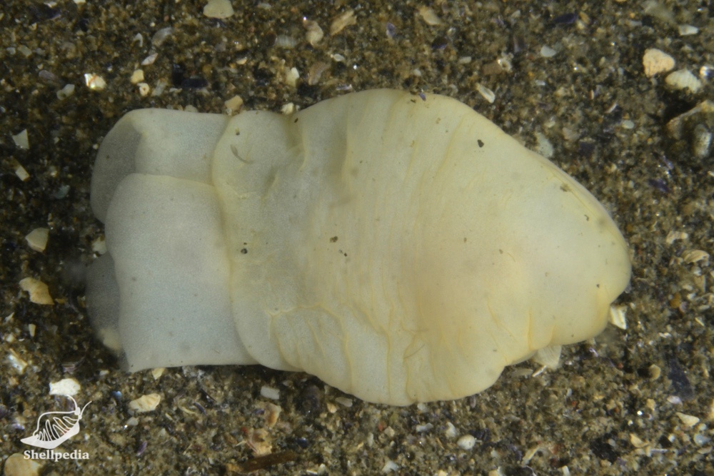 キセワタガイ, Philine orientalis A. Adams, 1854